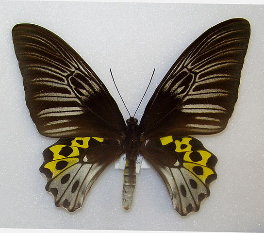 10 Grootste Vlinders Ter Wereld - Grootste.org